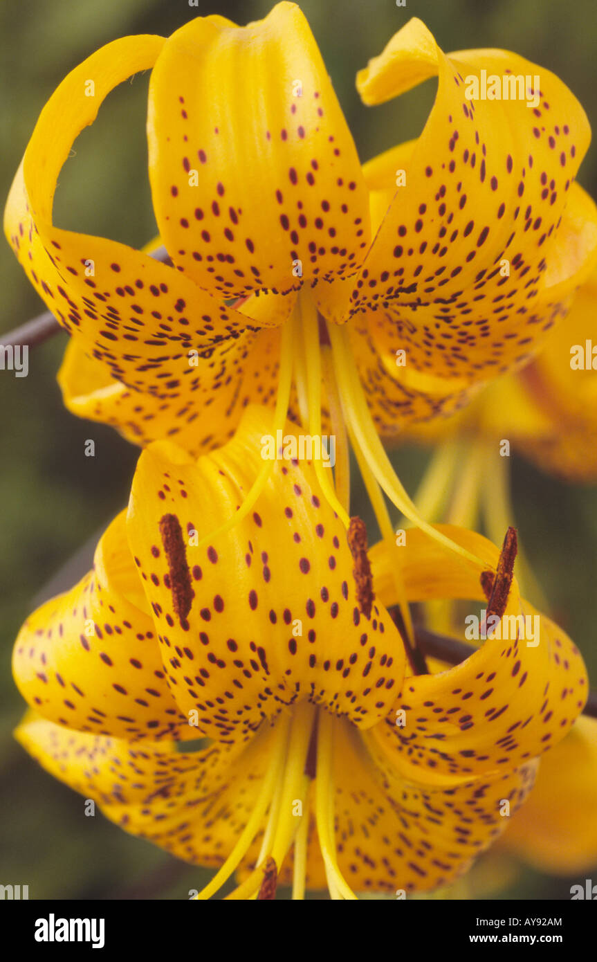 Lilium Citronella Group (Lily) Division Ic Asiatic hybrid Stock Photo ...