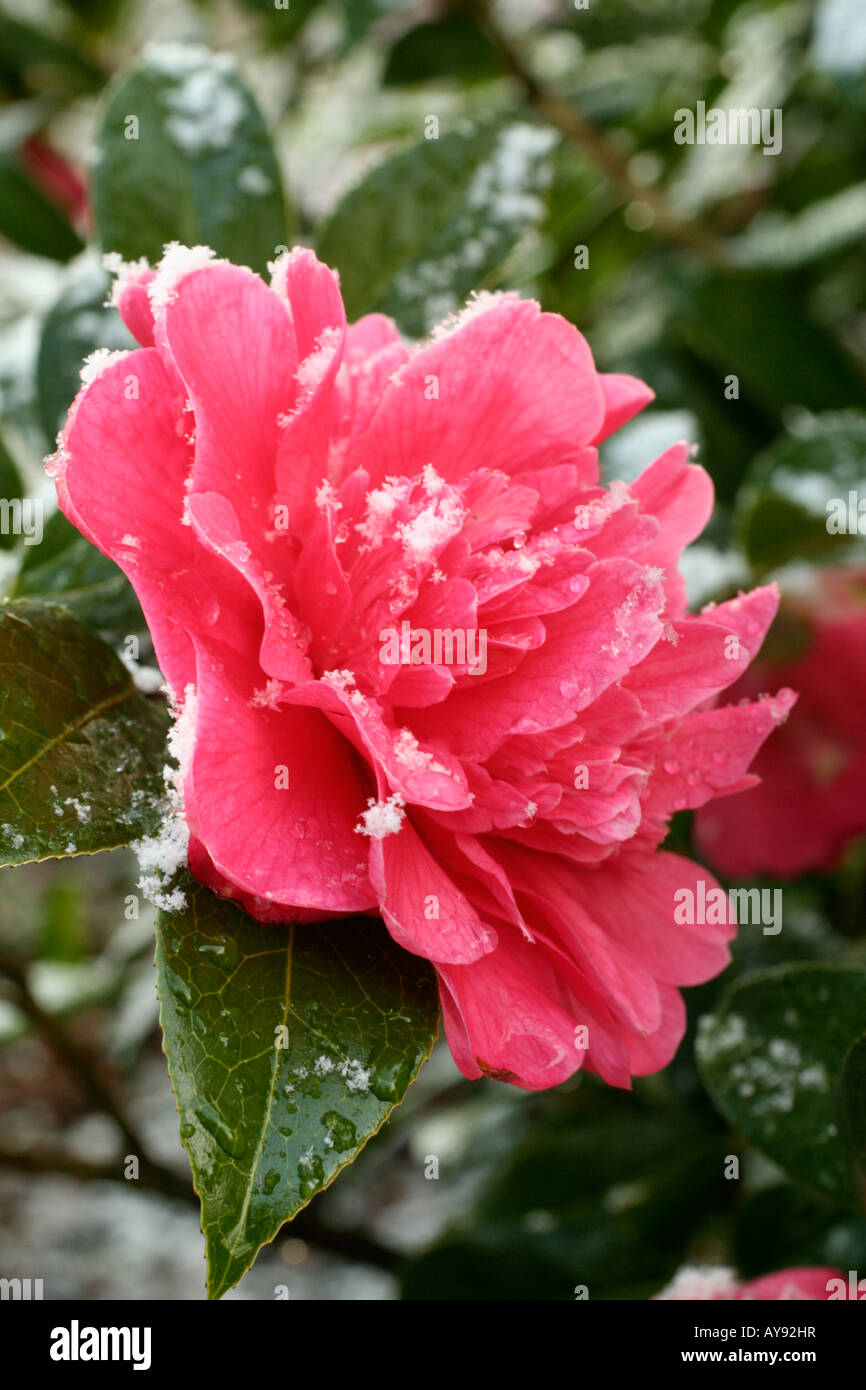 Camellia williamsii agm hi-res stock photography and images - Alamy
