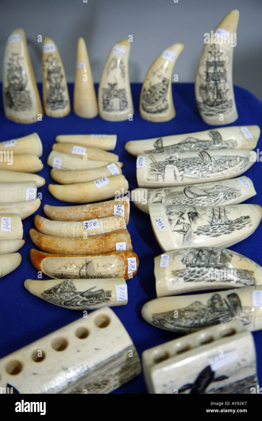 Authentic Sperm Whale Tooth