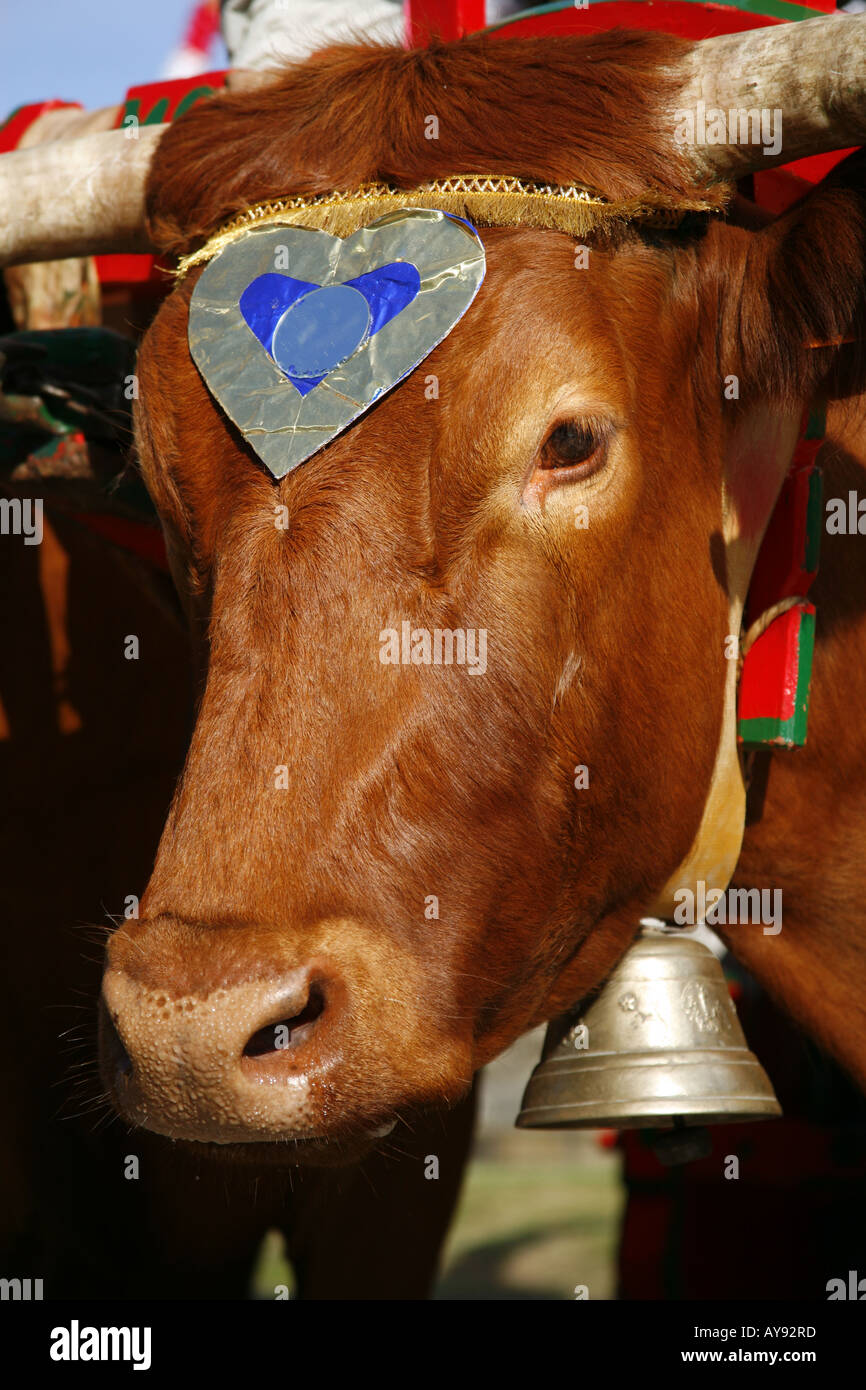 Bull wearing bull bell and decorations Stock Photo - Alamy