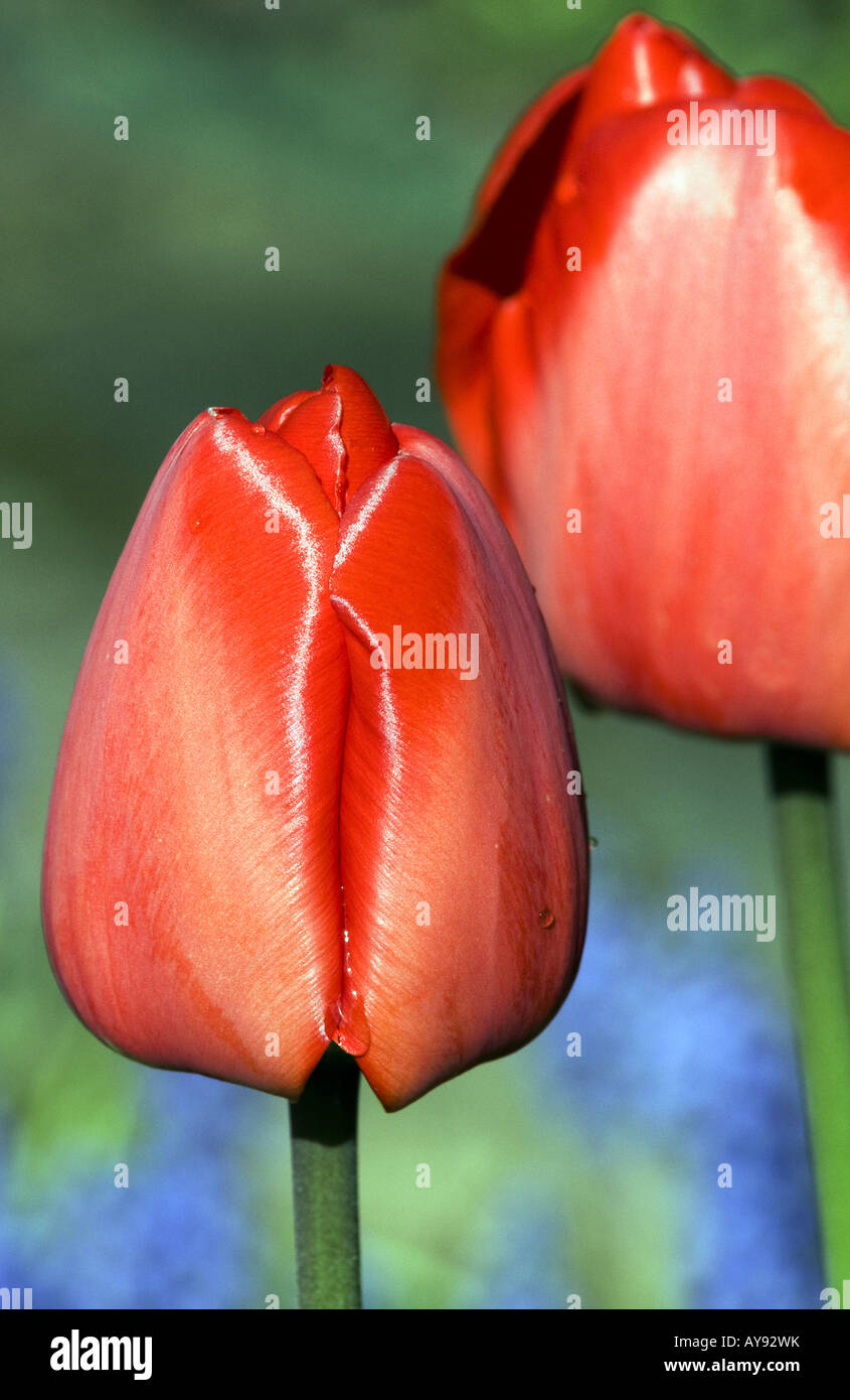 two red tulips Stock Photo - Alamy