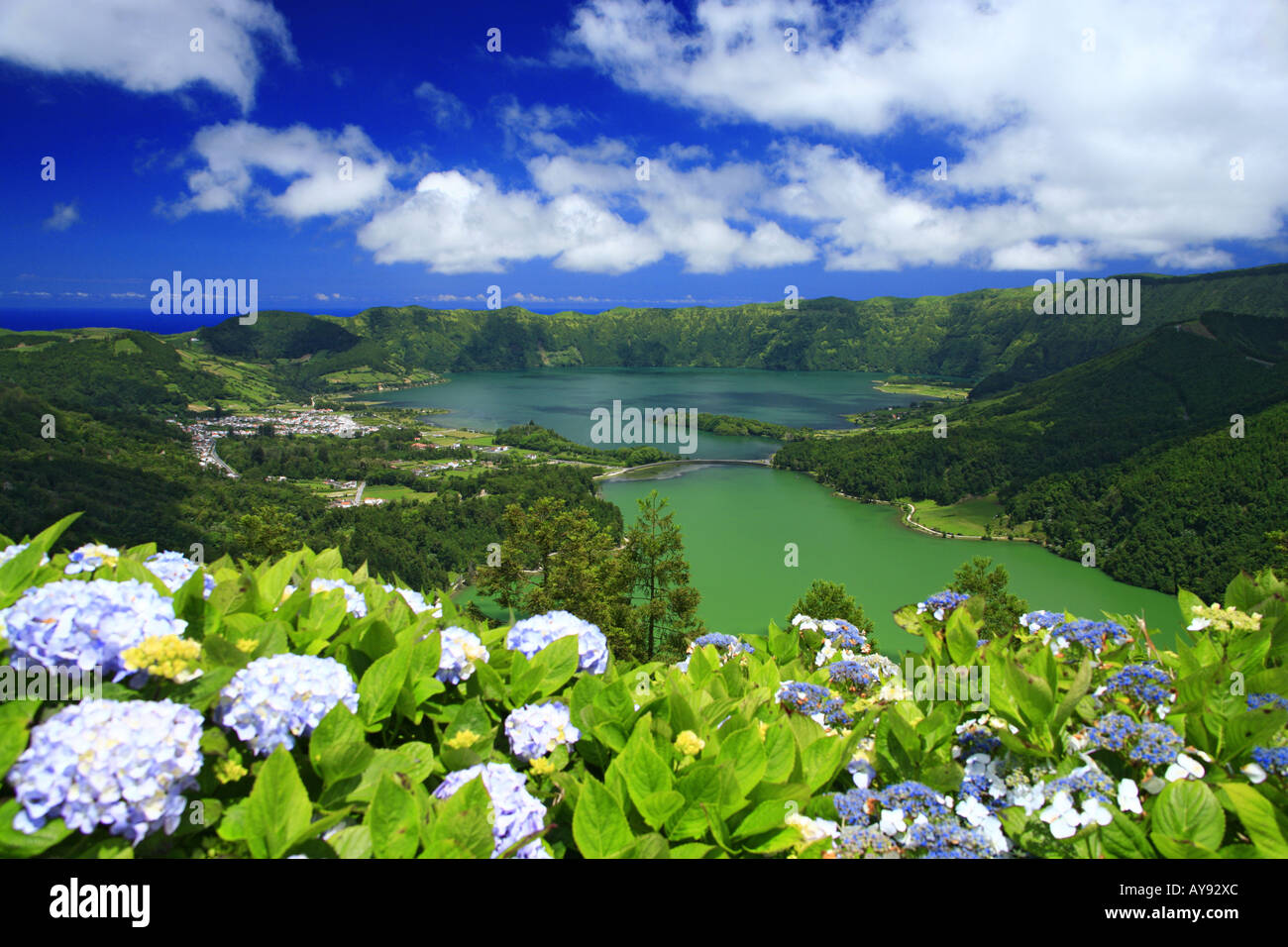 Hydrangeas azores hi-res stock photography and images - Alamy