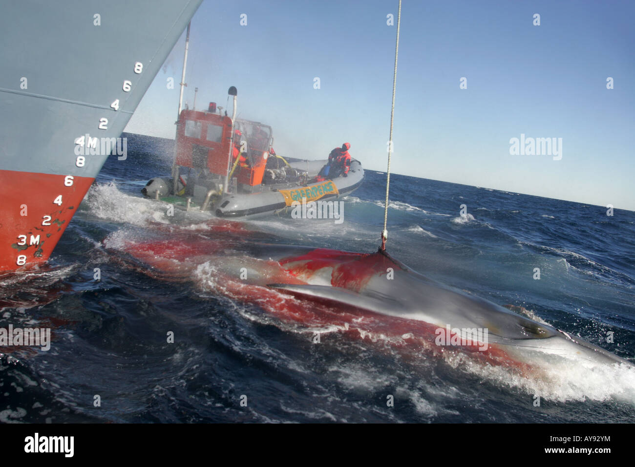 Greenpeace protest the killing of a minke whale by the whaling fleet of ...