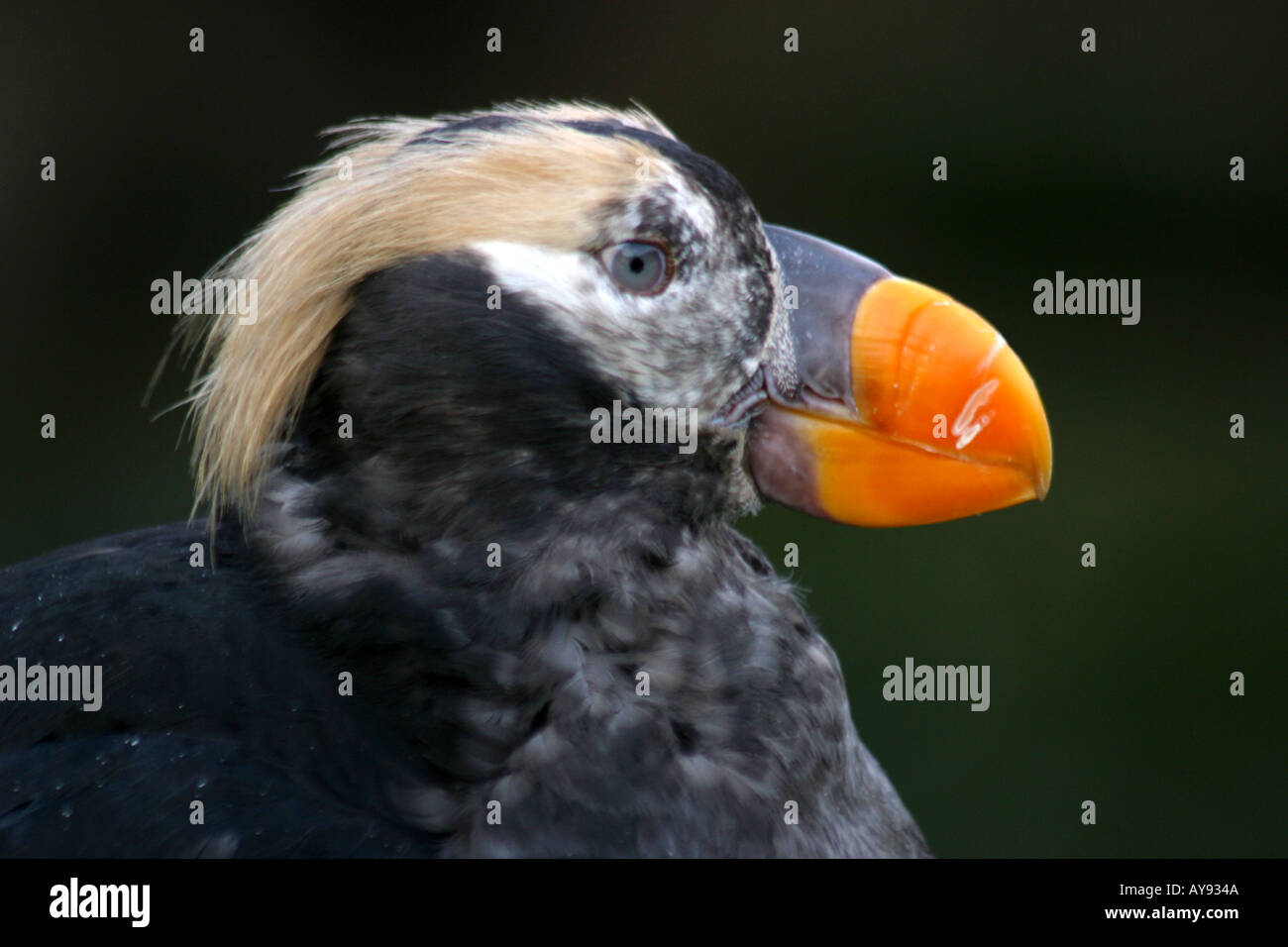 Tufted puffin portrait Stock Photo - Alamy
