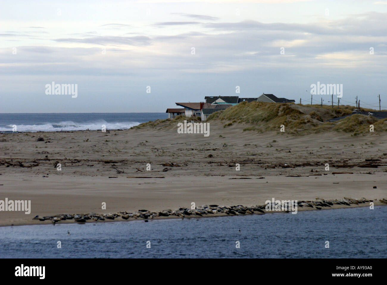 Seals line the shore in the Alsea Bay Waldport Oregon Stock Photo - Alamy