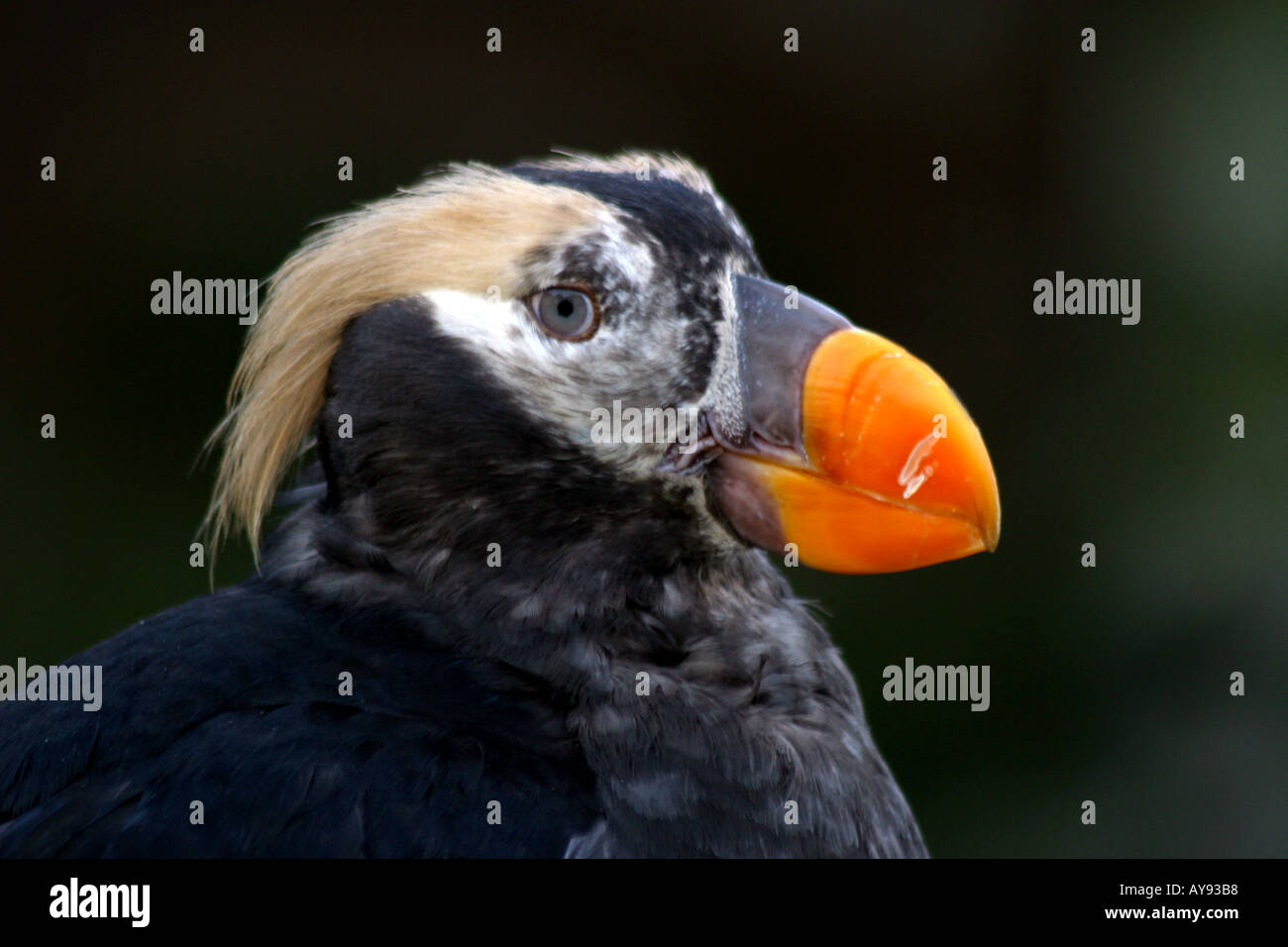 Tufted puffin portrait Stock Photo - Alamy