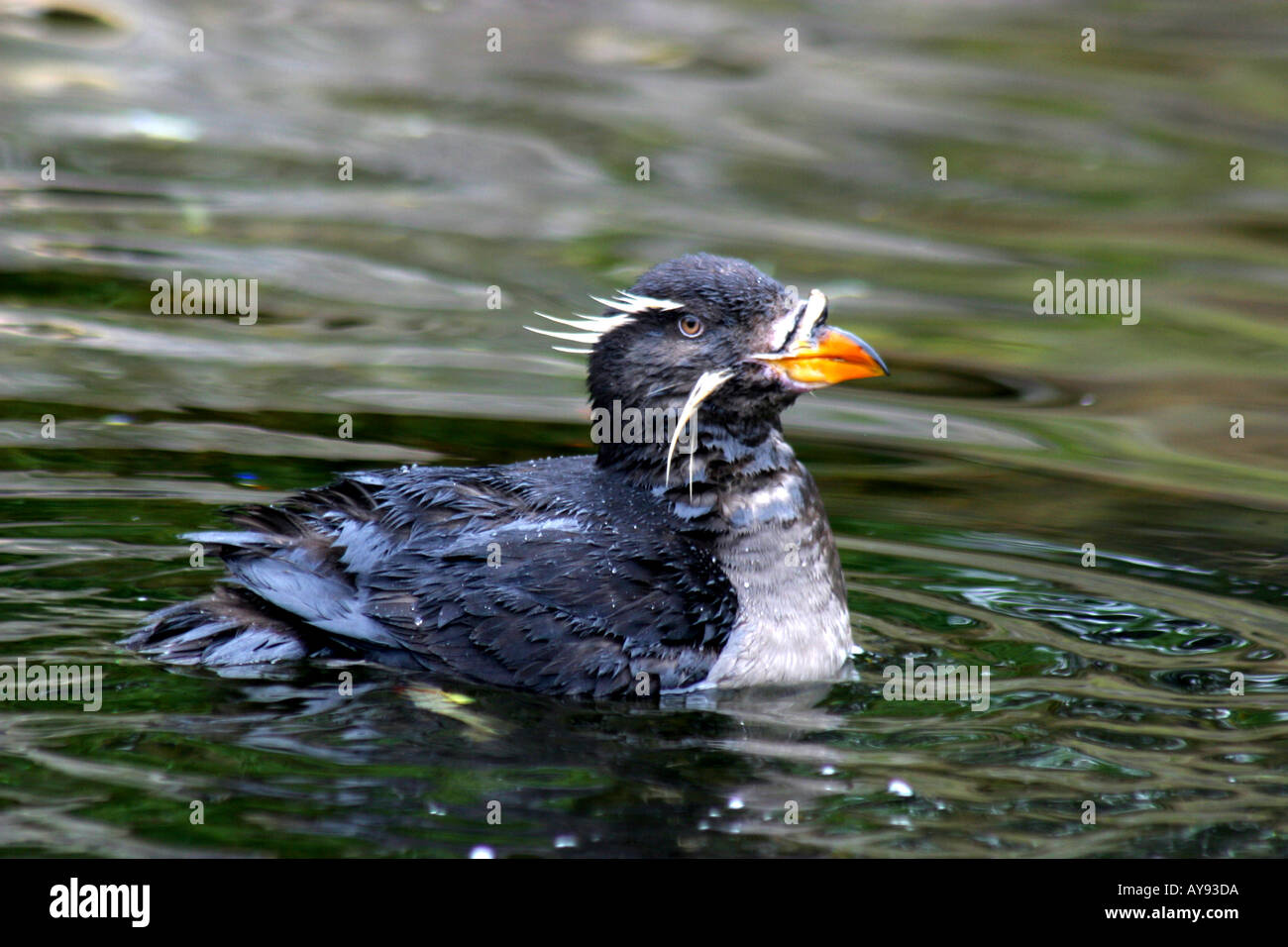 A tufted puffin on the Oregon coast Stock Photo - Alamy