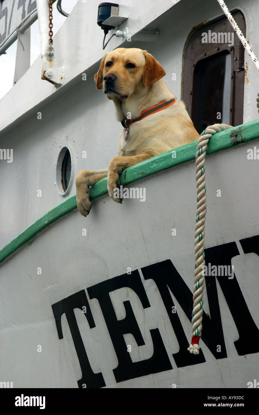 Coastal guard fish hi-res stock photography and images - Alamy