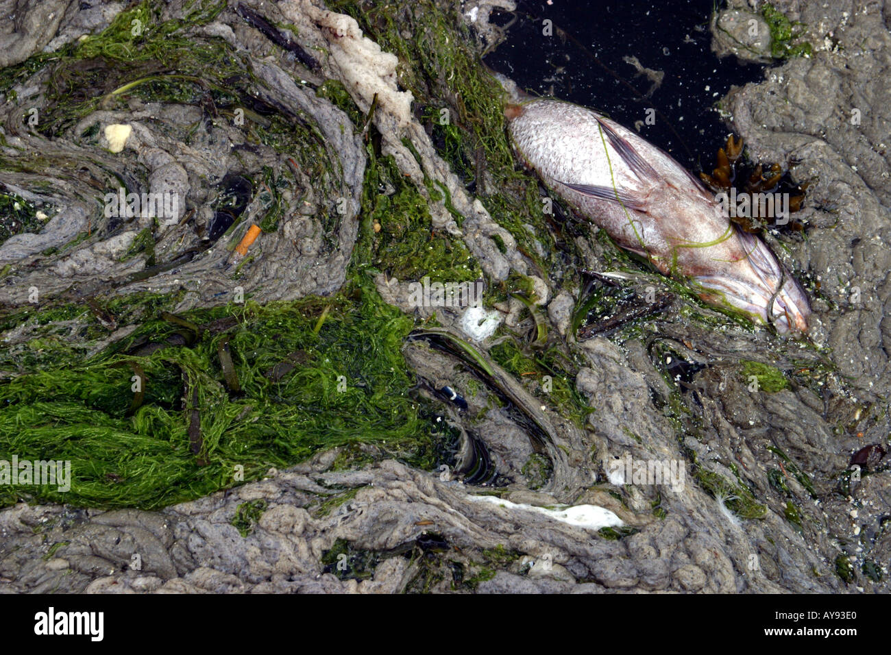 Oregon pollution hi-res stock photography and images - Alamy