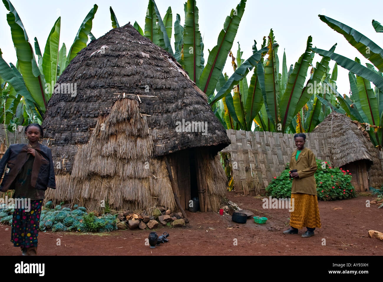 Enset hi-res stock photography and images - Alamy