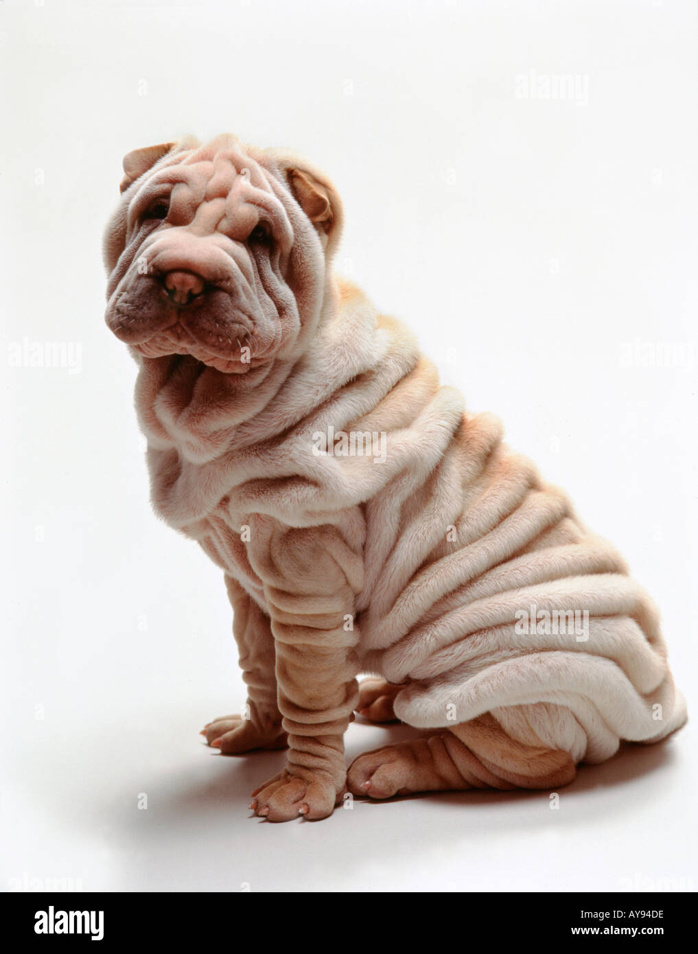 cute Sharpei puppy on white background Stock Photo - Alamy