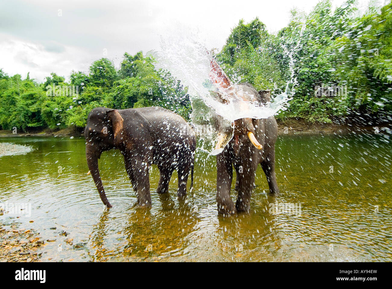 Asian Elephant Elephus maximus Spraying water with trunk Stock Photo ...