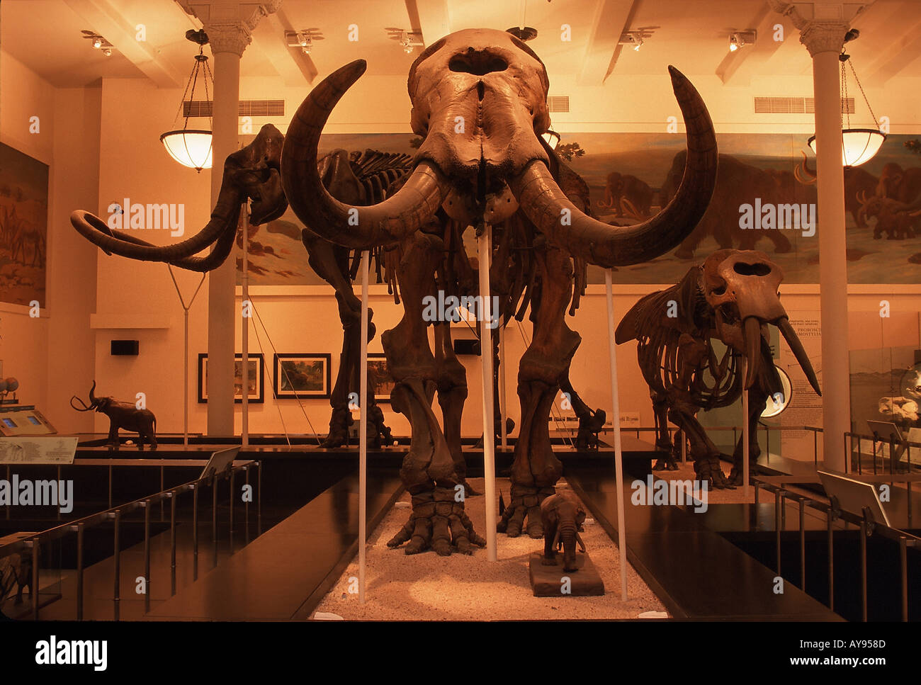 Mammut Museum High Resolution Stock Photography and Images - Alamy