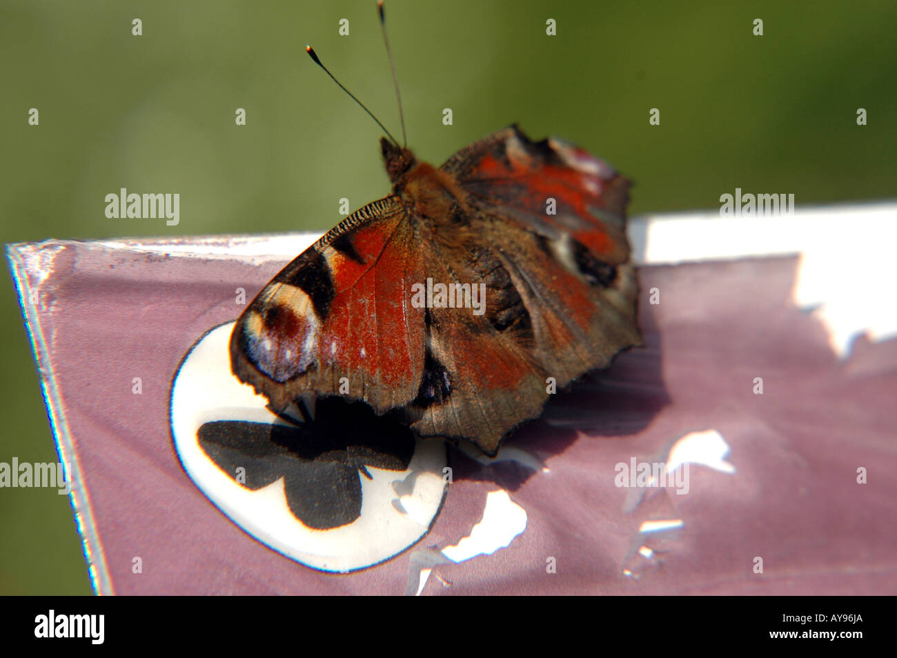 Living butterfly sitting on a drawing butterfly Stock Photo - Alamy