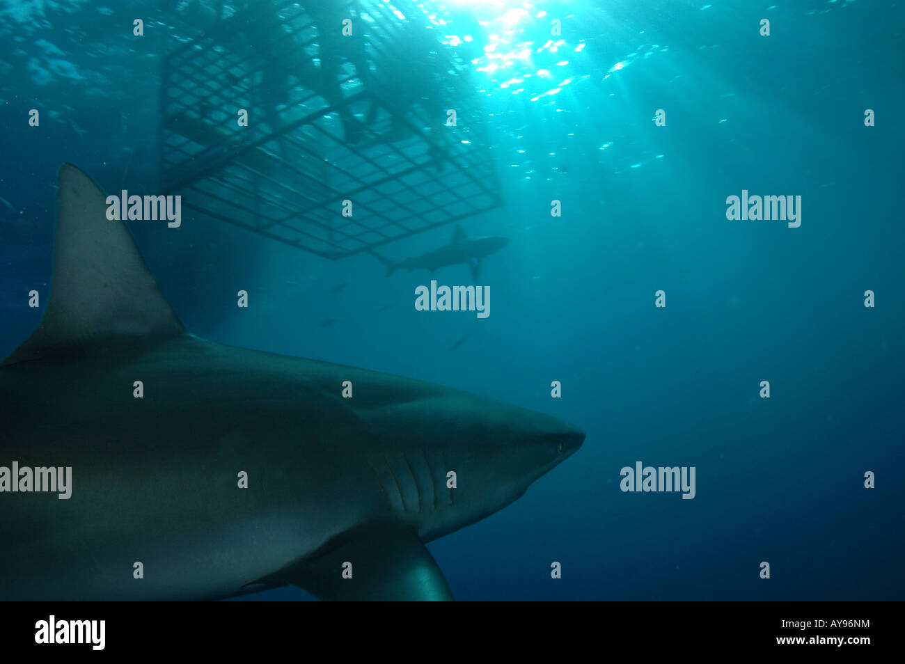 Diving with sharks hi-res stock photography and images - Alamy