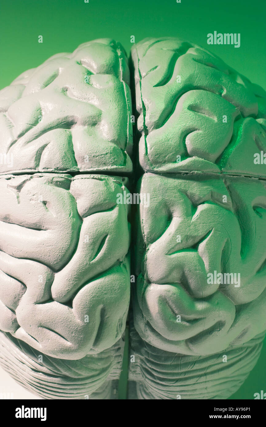 Anatomy Specimen of Human Brain Stock Photo - Alamy