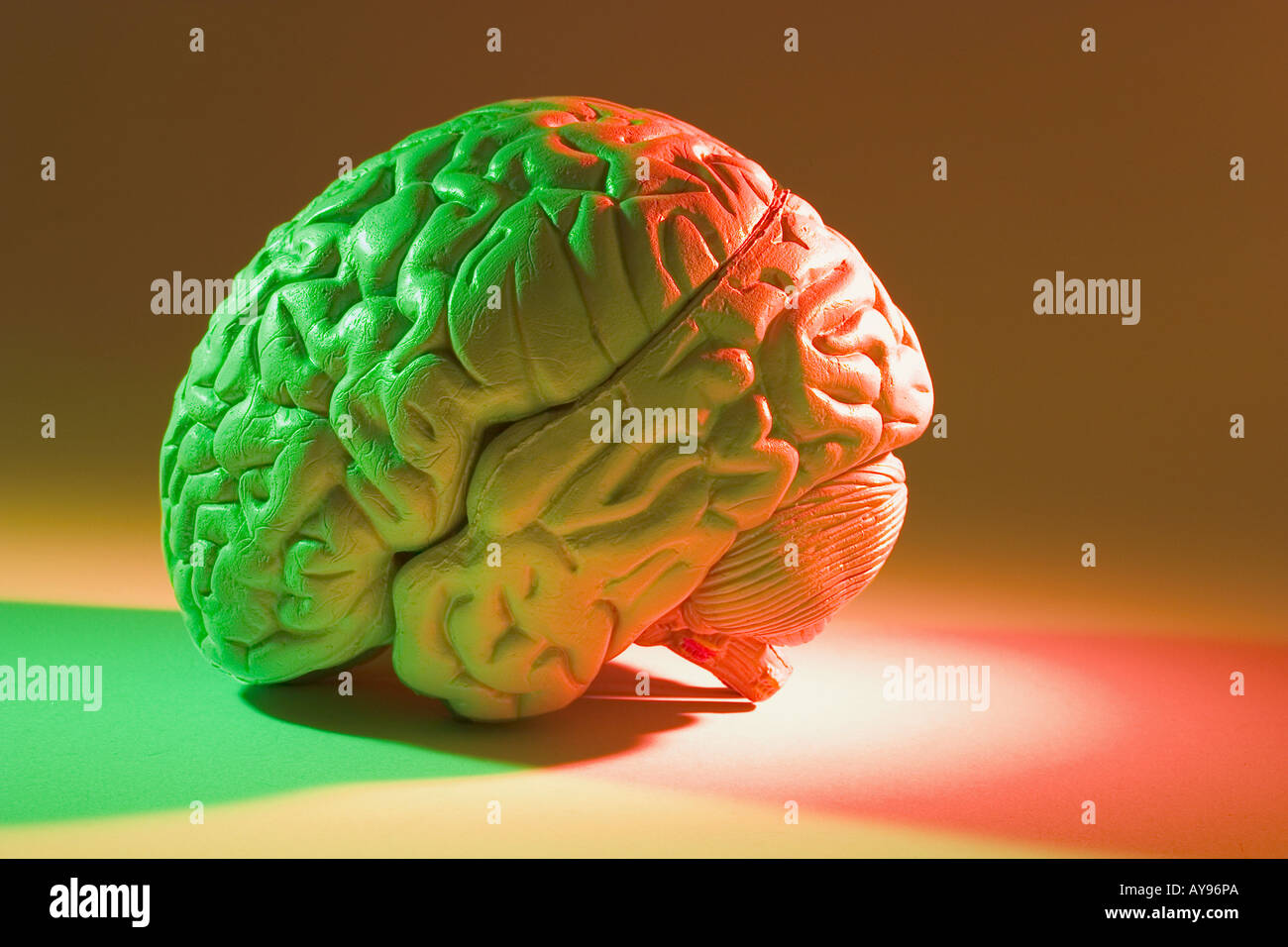 Anatomy Specimen of Human Brain Stock Photo - Alamy