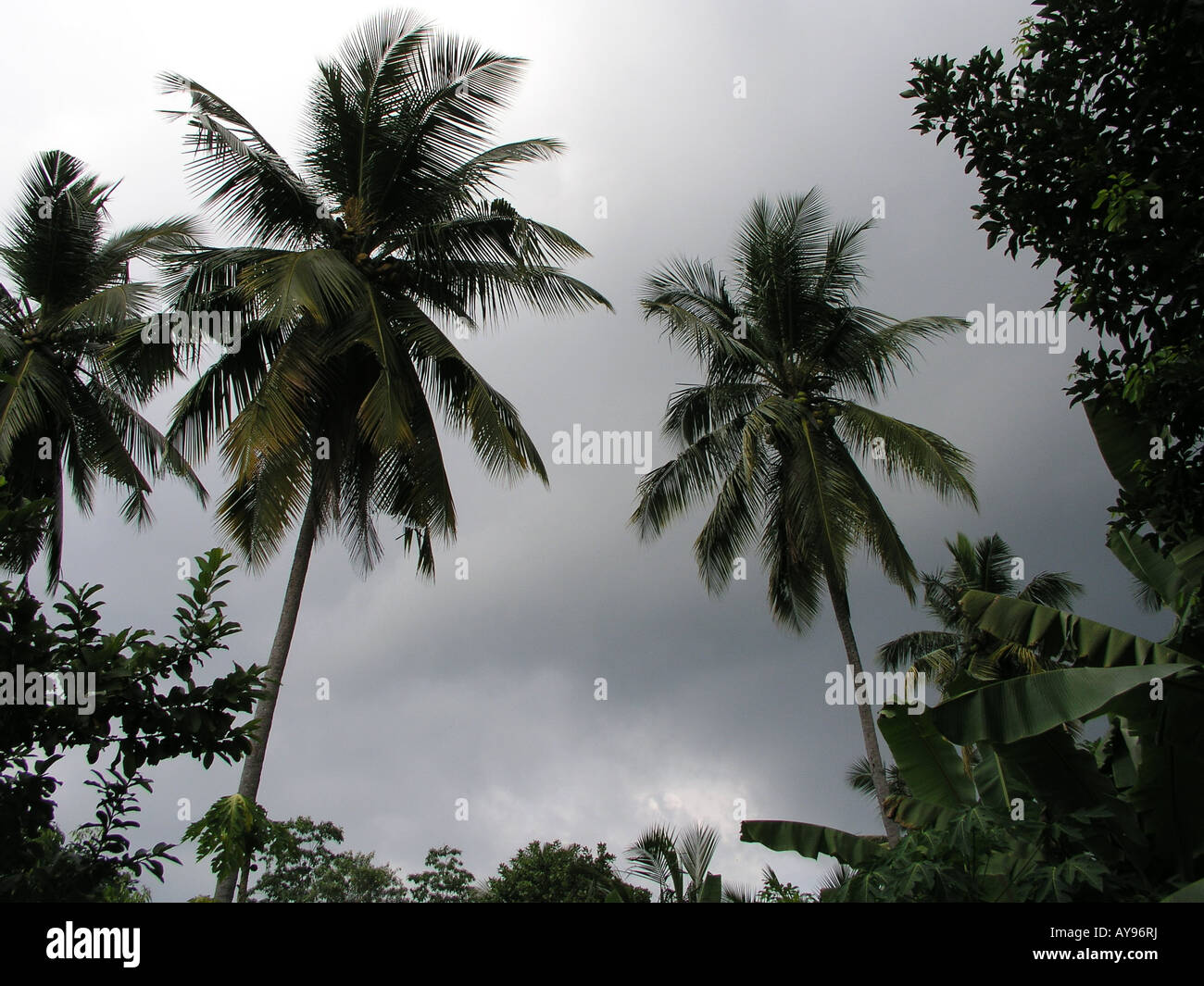 PALM TREES WITH GREY SKY Stock Photo - Alamy