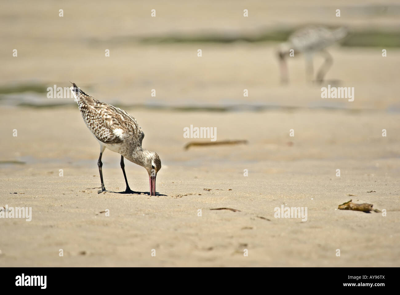 Piper bird hi-res stock photography and images - Alamy