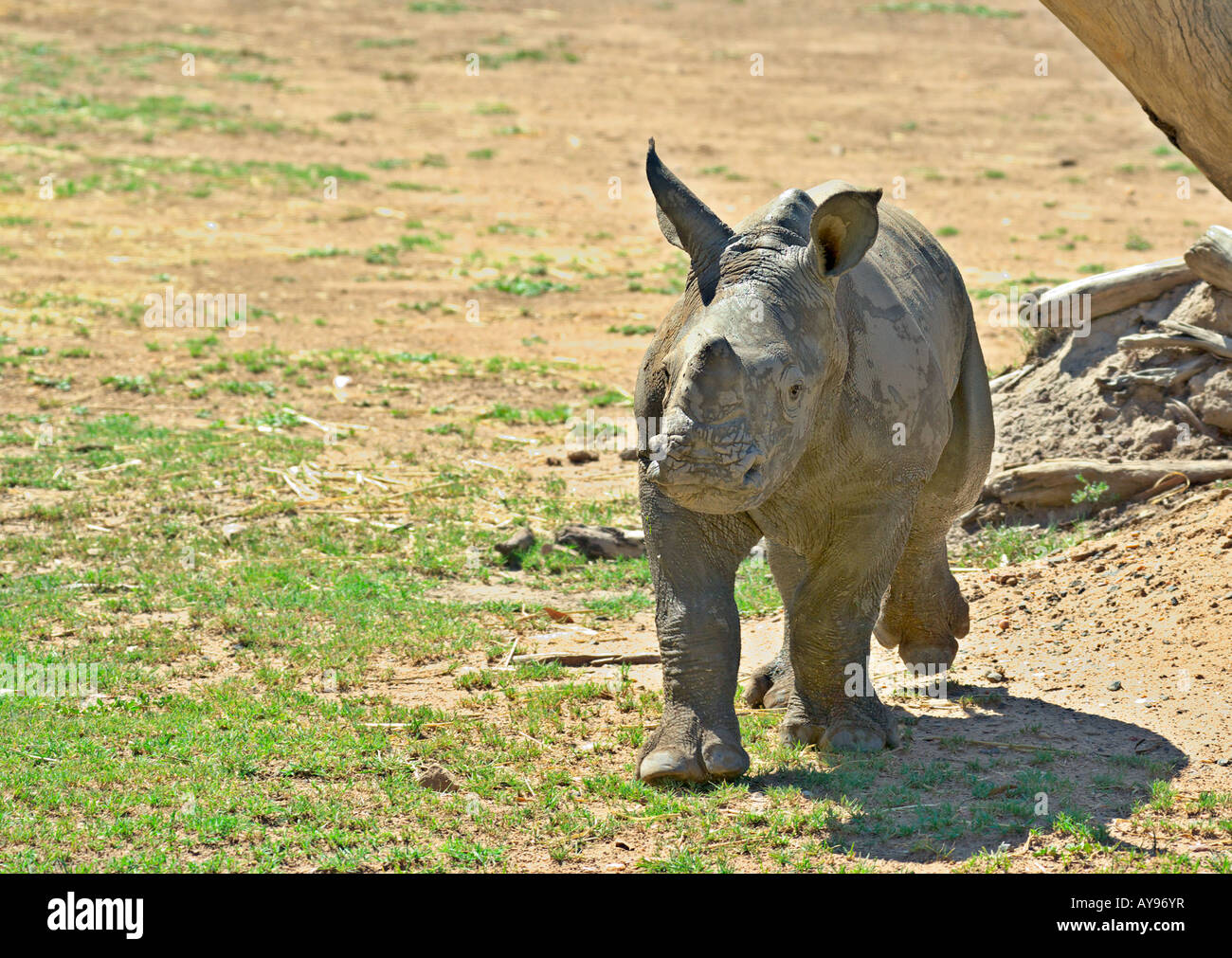 Cute Baby Rhino