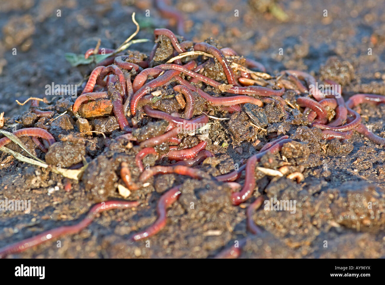 large pile of garden or compost worms Stock Photo - Alamy