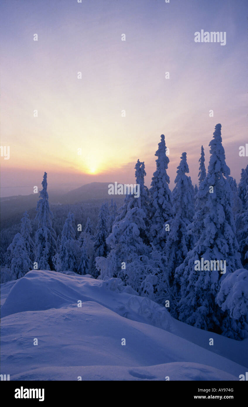 Evergreen trees full of snow hi-res stock photography and images - Alamy