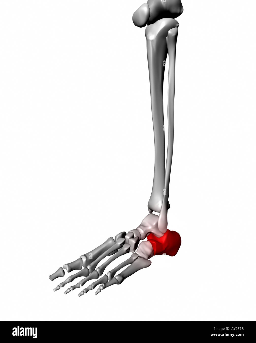 Calcaneus anatomy High Resolution Stock Photography and Images - Alamy