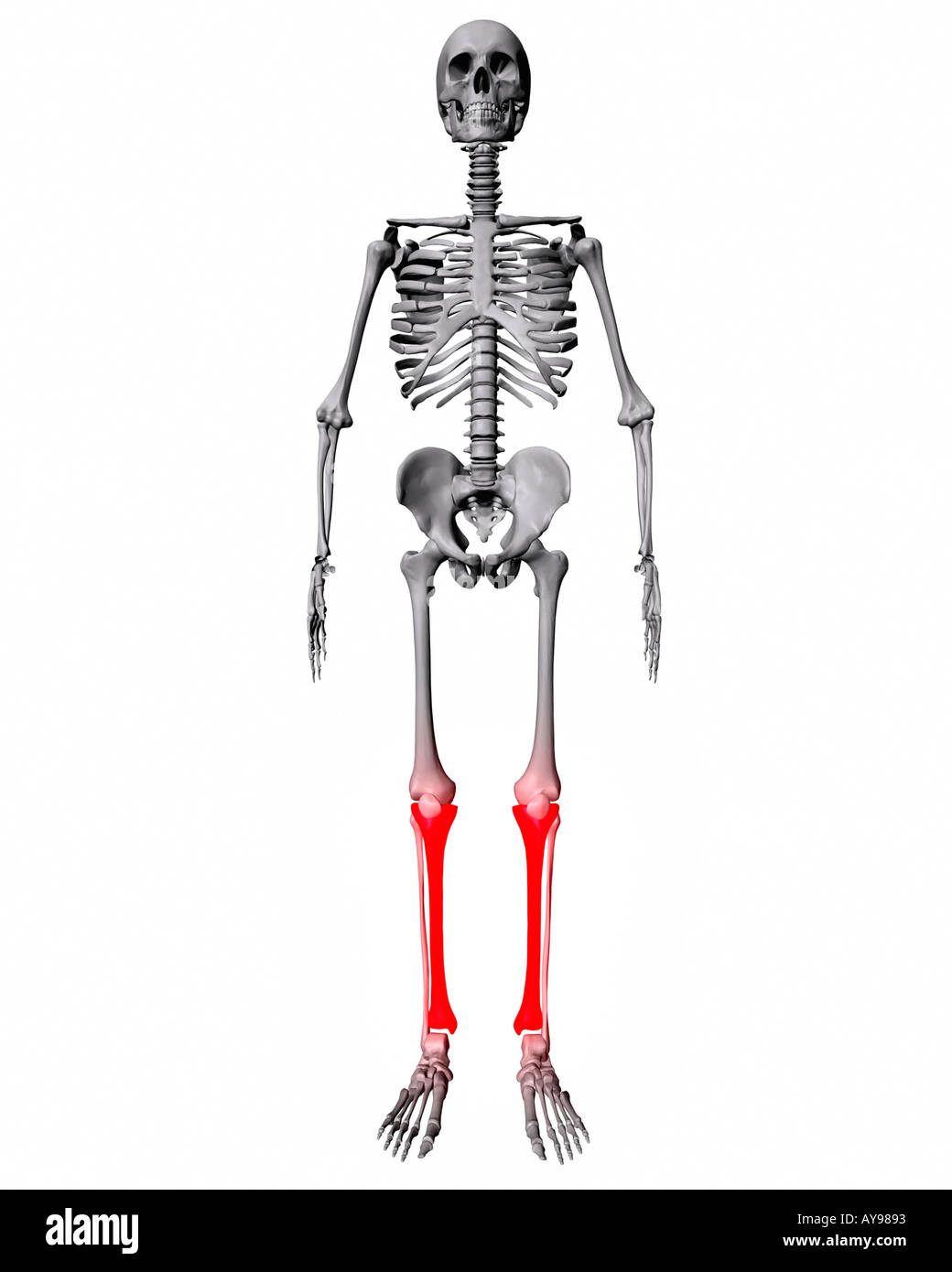 Skeleton With Tibia Highlighted Red Stock Photo - Alamy