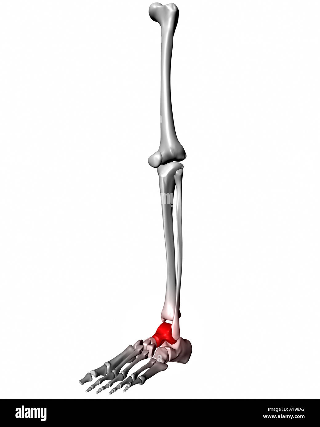 Skeleton Leg With Talus Highlighted Red Stock Photo - Alamy