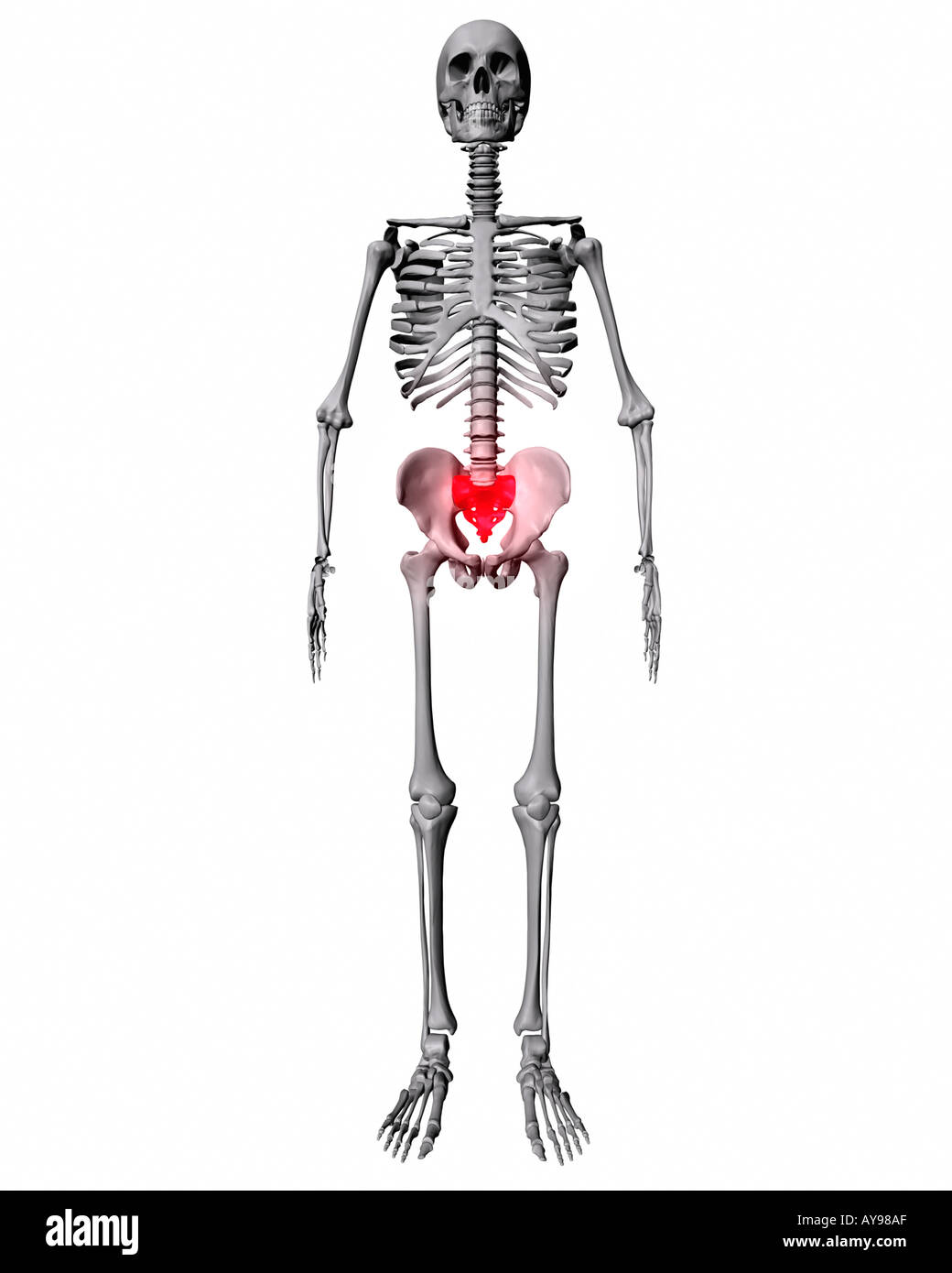 sacrum highlighted red on skeleton Stock Photo - Alamy