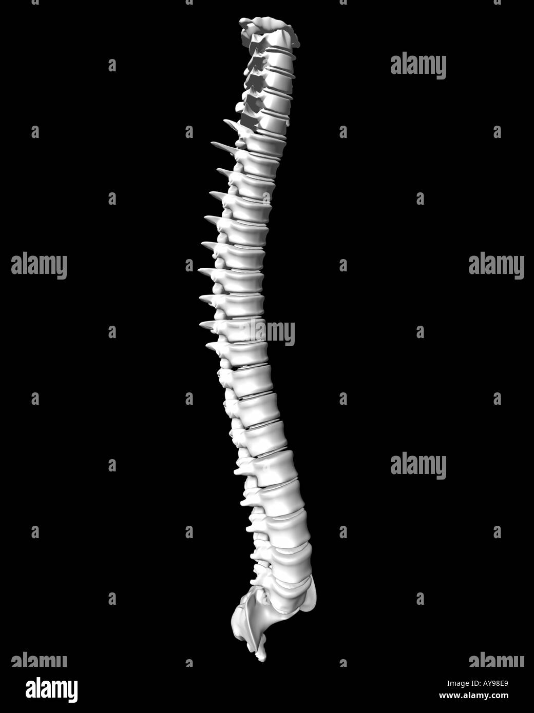 Spine bone bones skeleton anatomy medical back black background ...