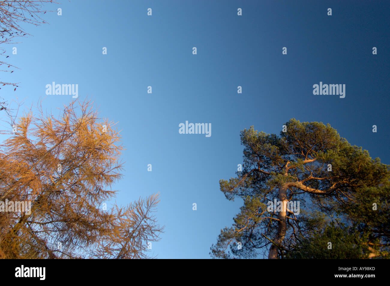 trees in autumn with no leaves sun setting Stock Photo - Alamy