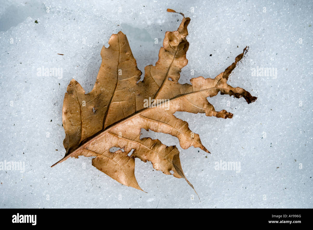 Thaw hi-res stock photography and images - Alamy