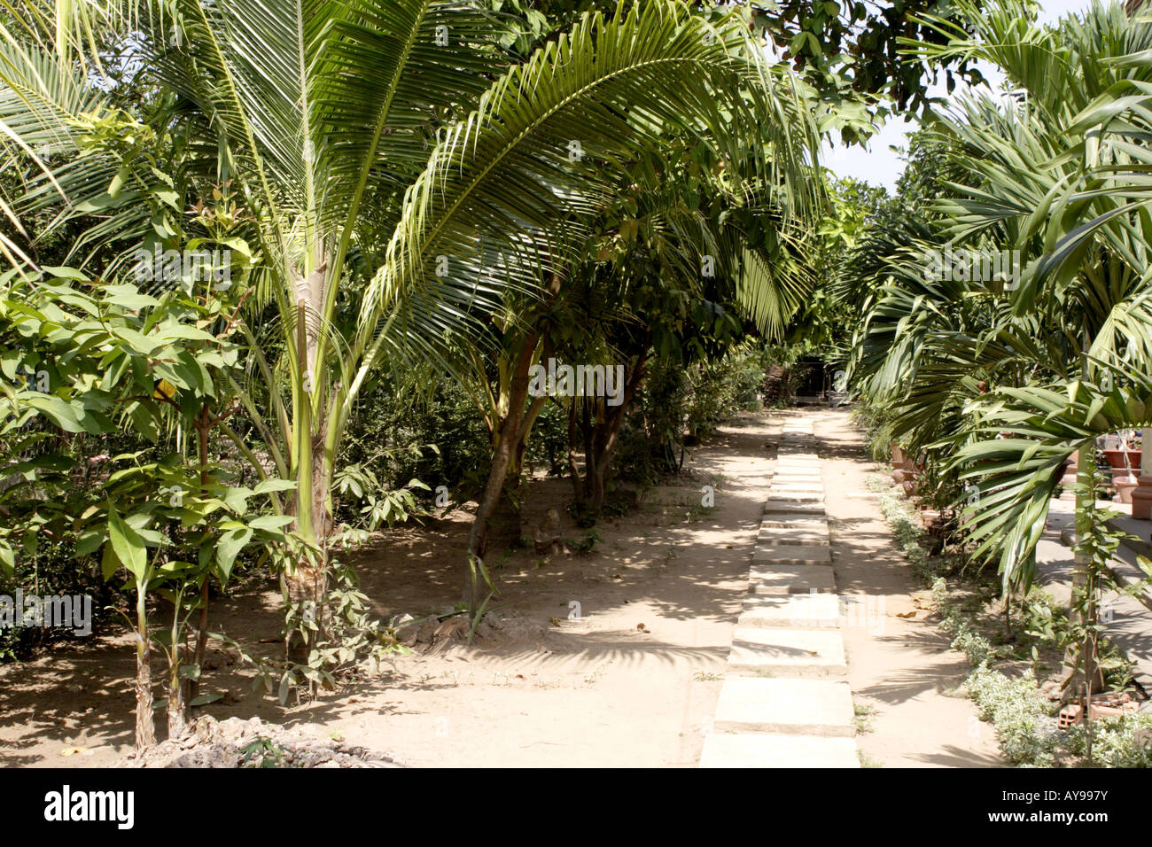 Jungle path in Mekong River Delta in Vietnam Stock Photo - Alamy