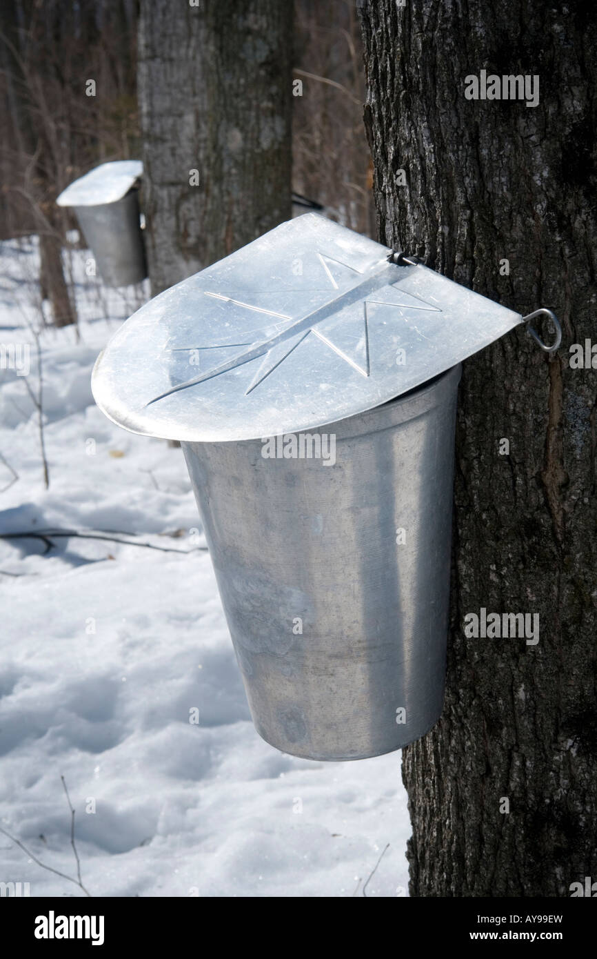 Maple syrup production hi-res stock photography and images - Alamy