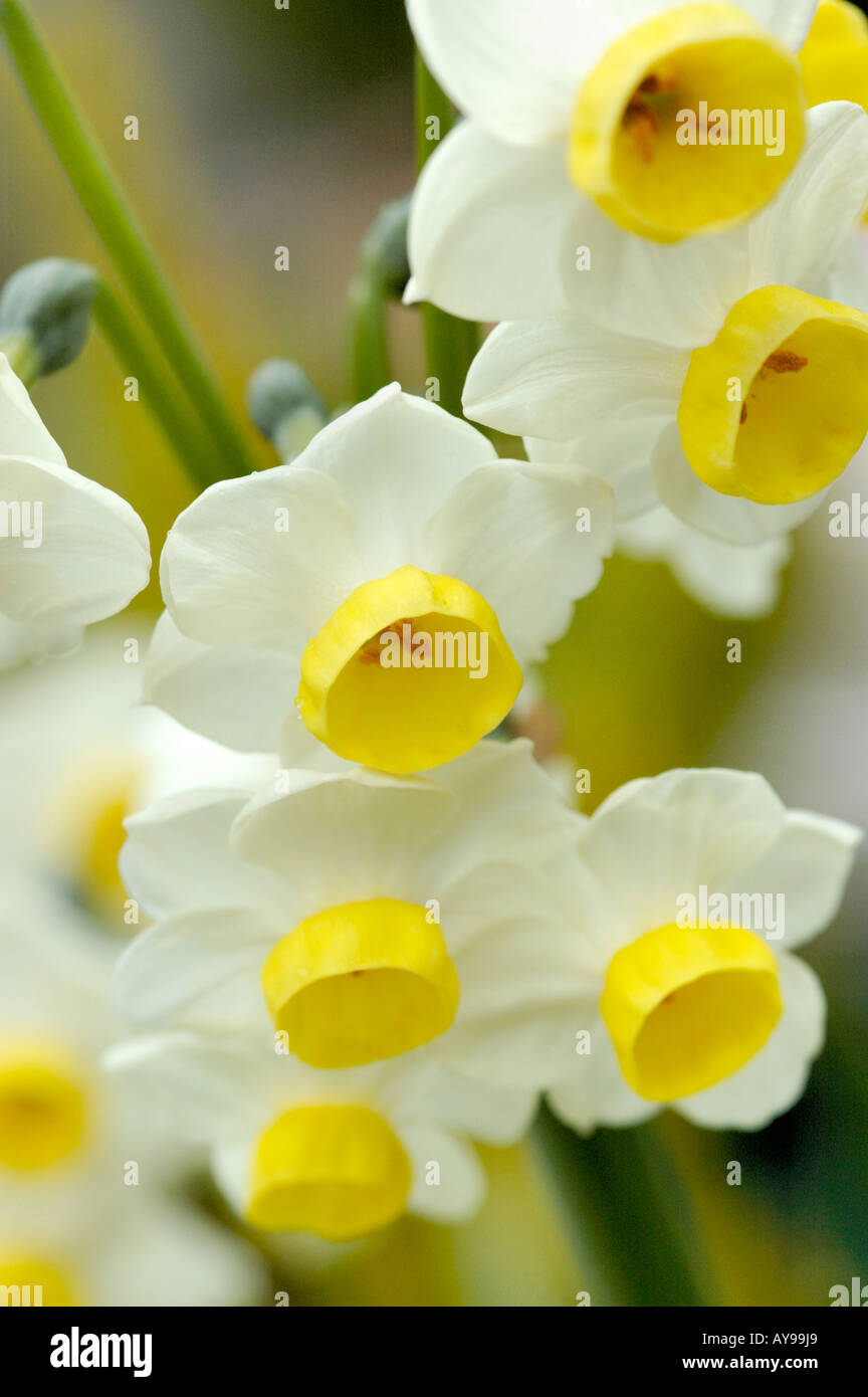 daffodil flower heads in groups of flowering plants Stock Photo - Alamy