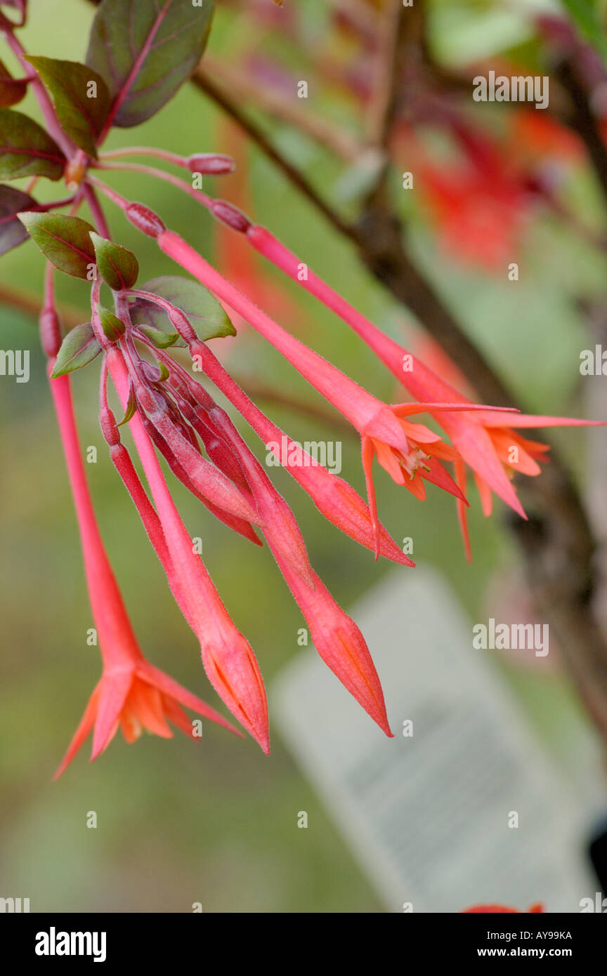 Drooping flower heads hi-res stock photography and images - Alamy