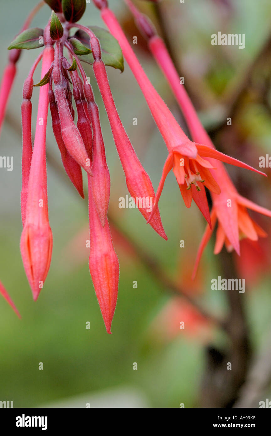 Drooping flower heads hi-res stock photography and images - Alamy