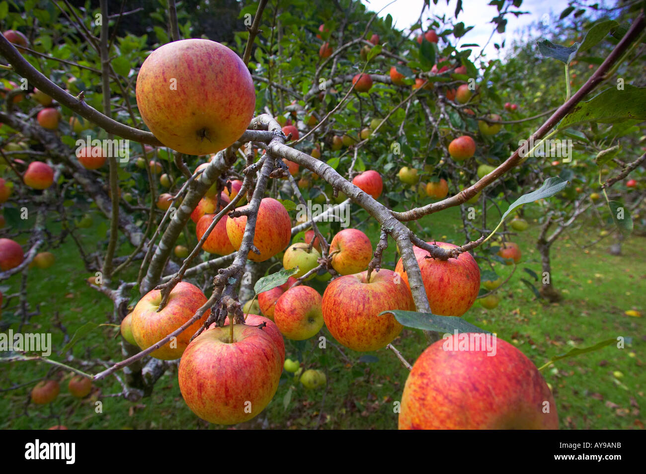 Apple blenheim orange fruit hi-res stock photography and images - Alamy