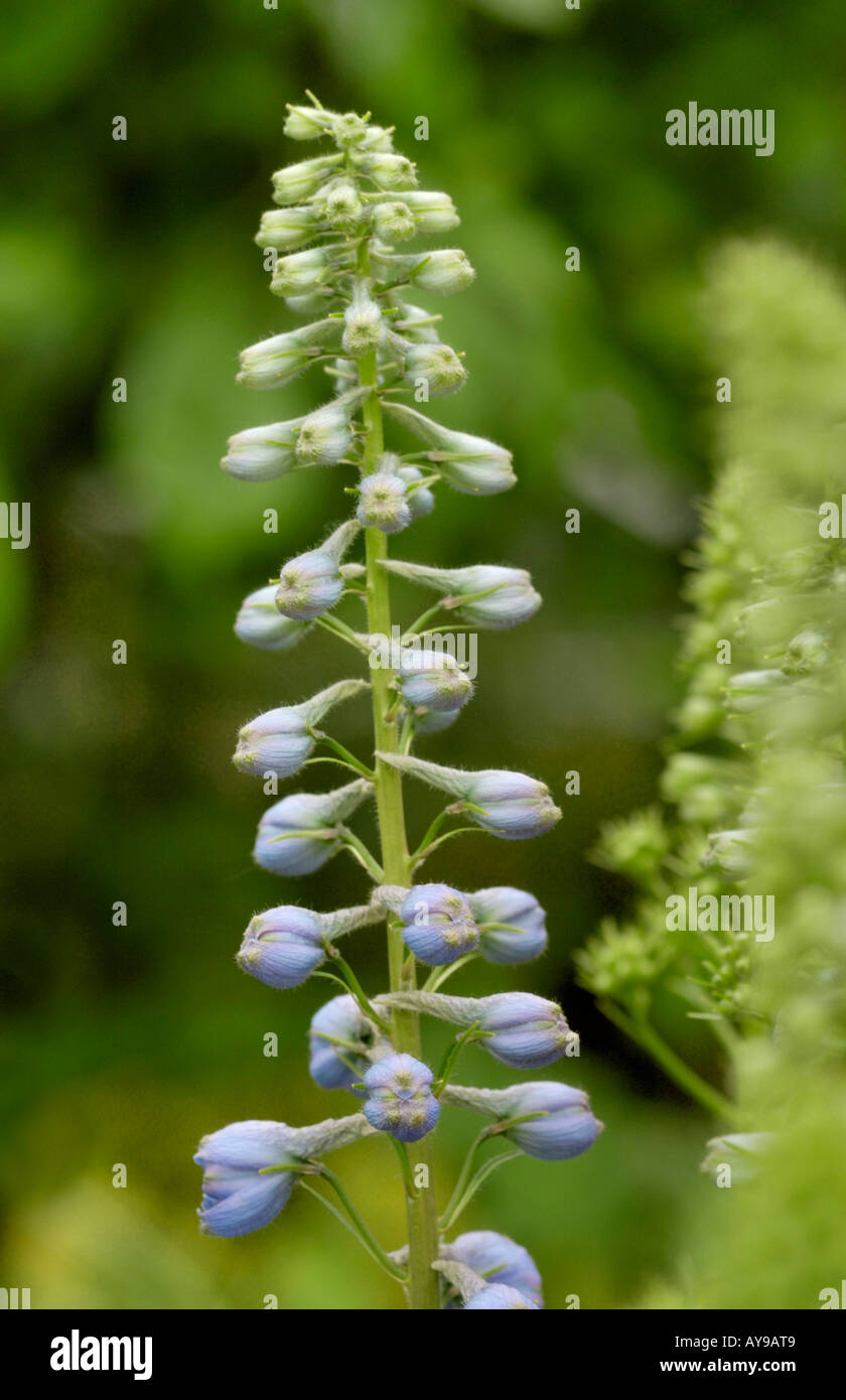 delphinium plant in a garden with blue flowers Stock Photo - Alamy
