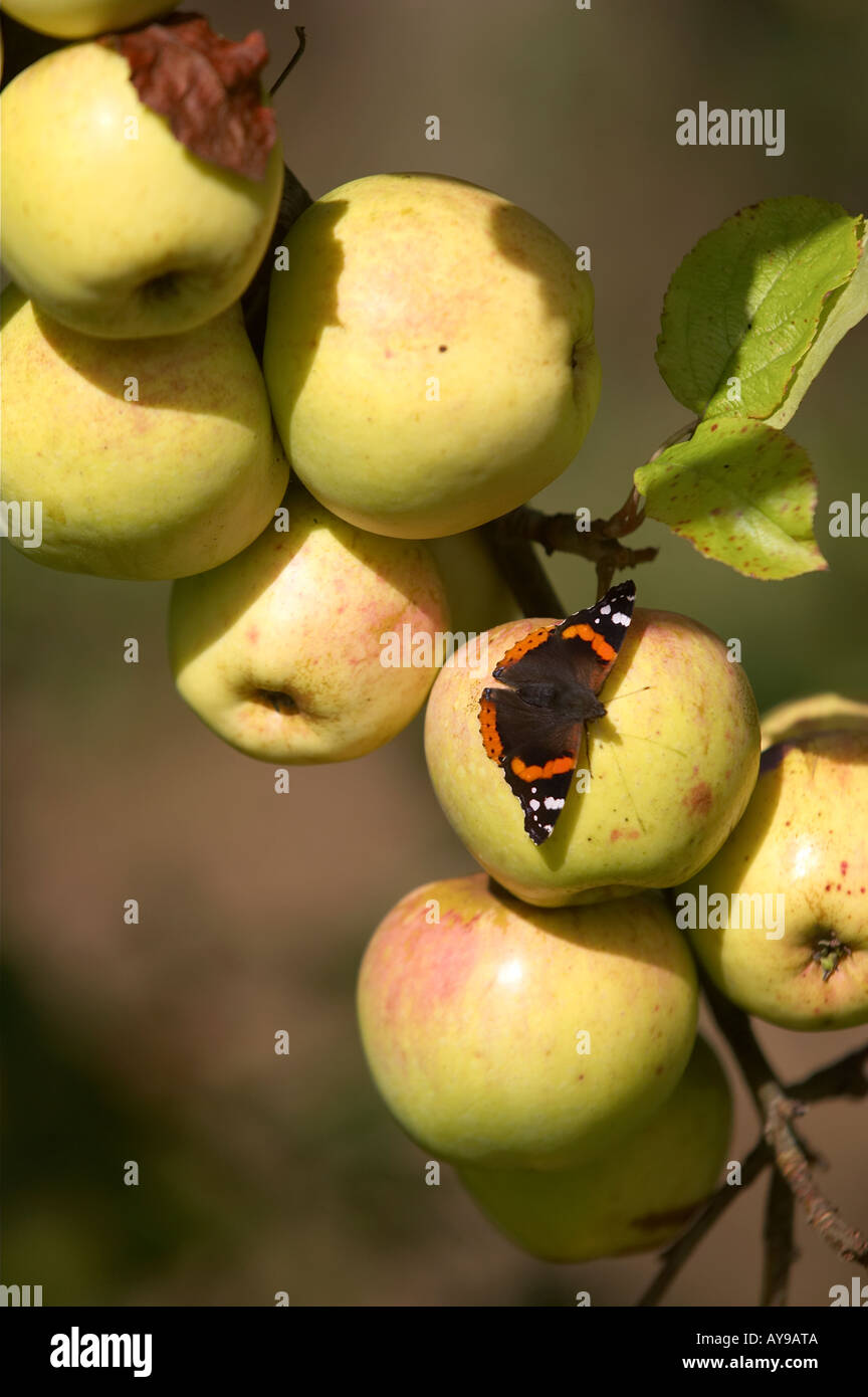 Pigs nose apple hi-res stock photography and images - Alamy