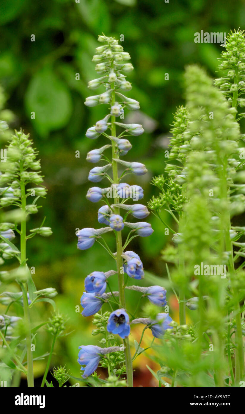 delphinium plant in a garden with blue flowers Stock Photo - Alamy