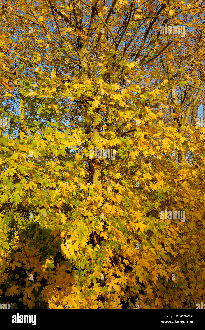 Seasons fore hi-res stock photography and images - Alamy