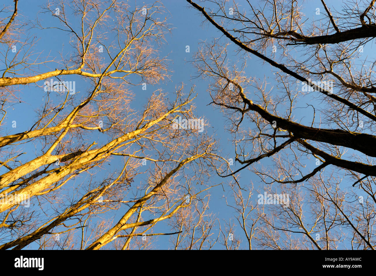 trees in autumn with no leaves sun setting Stock Photo - Alamy