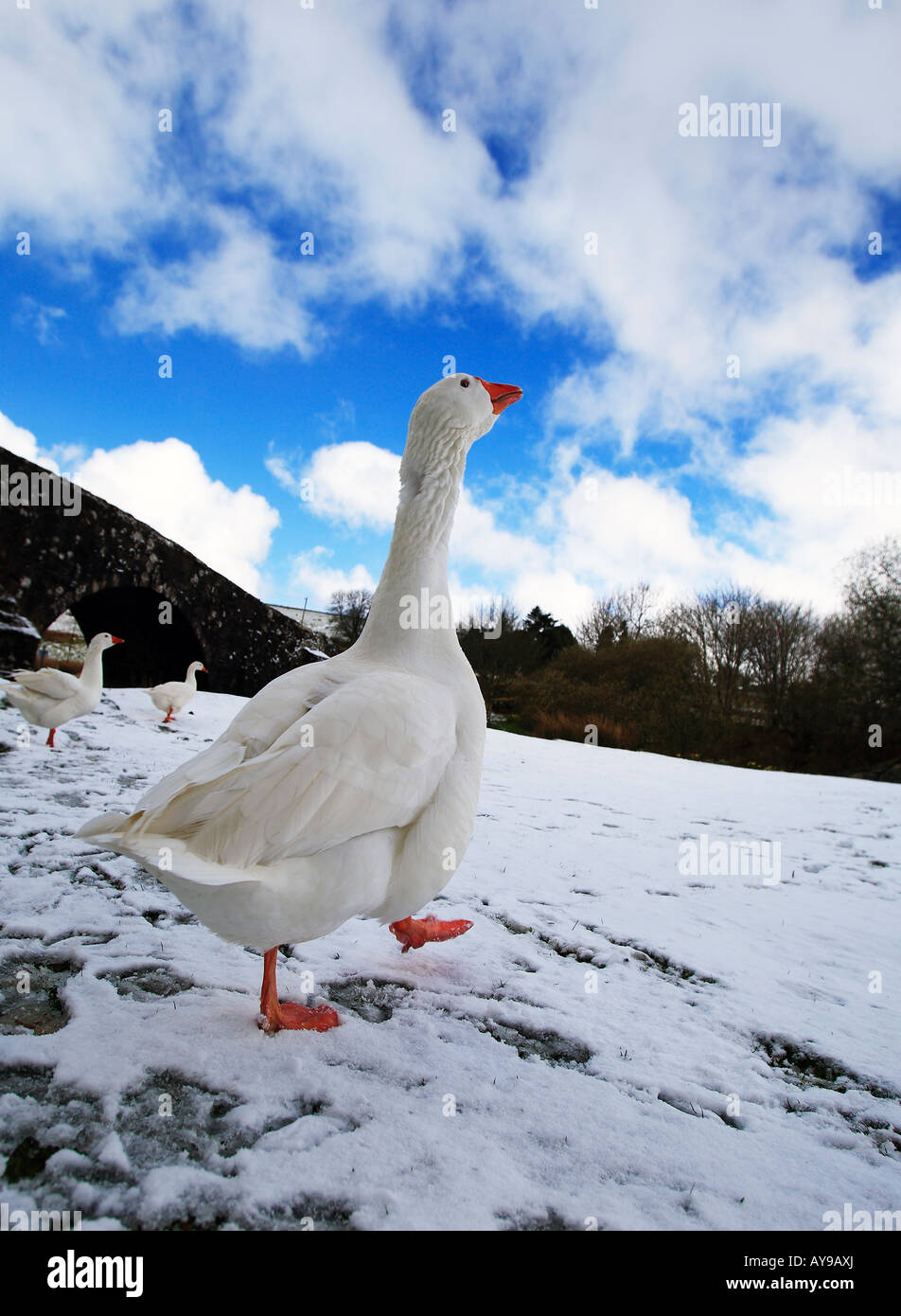 A white domesticated goose on a cold snowy winters day Stock Photo - Alamy