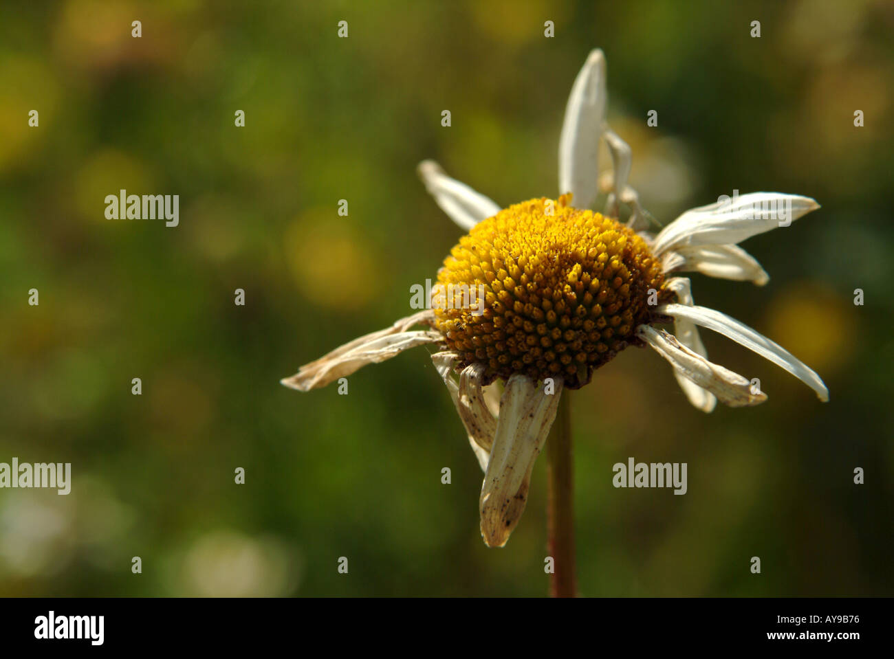 Petals dropped off plant hi-res stock photography and images - Alamy