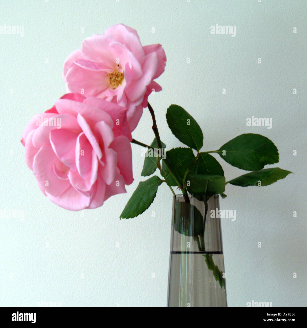 Feu rose hi-res stock photography and images - Alamy