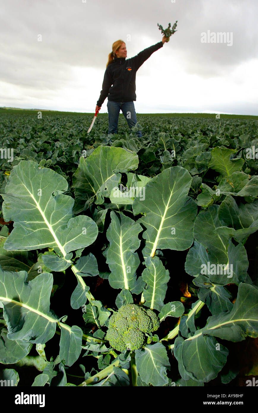Broccoli being cut at Riverford Organic Farm in Devon England Stock ...