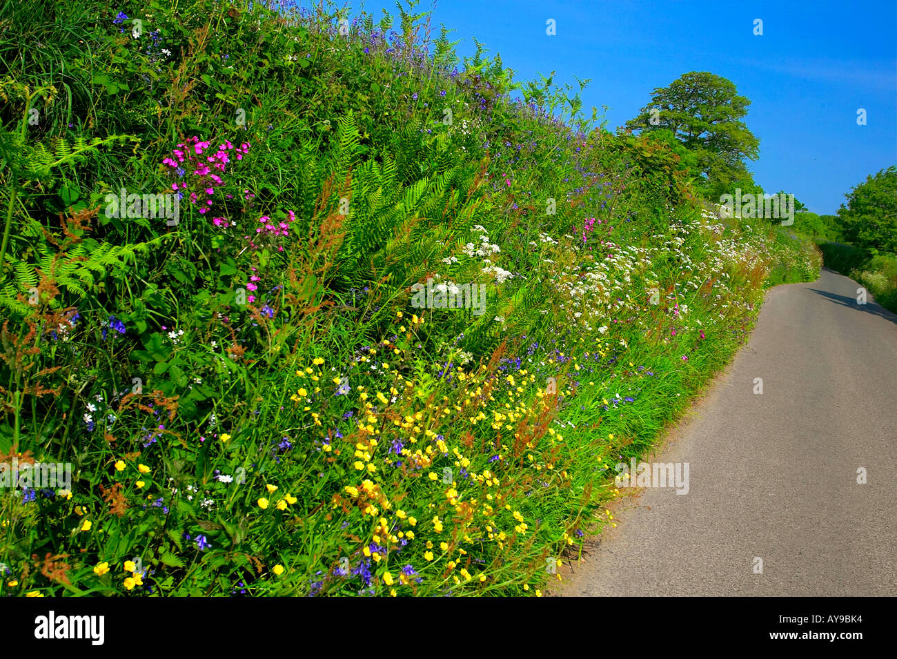 Hedge bank wildflowers hi-res stock photography and images - Alamy