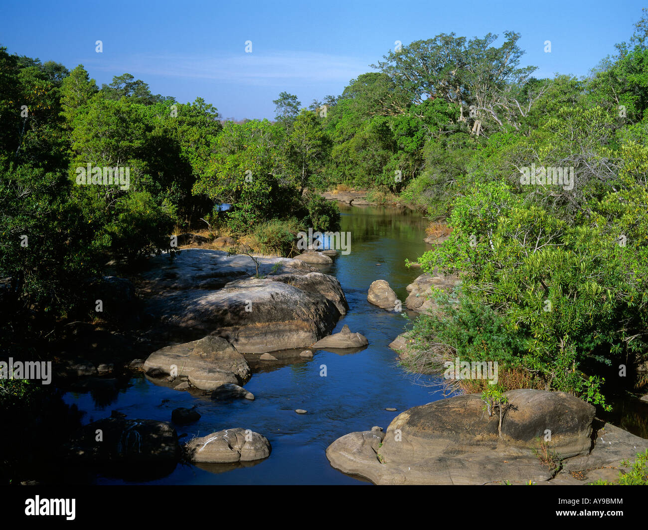 Riverine forest in Olifants River Kruger National Park Transvaal South ...